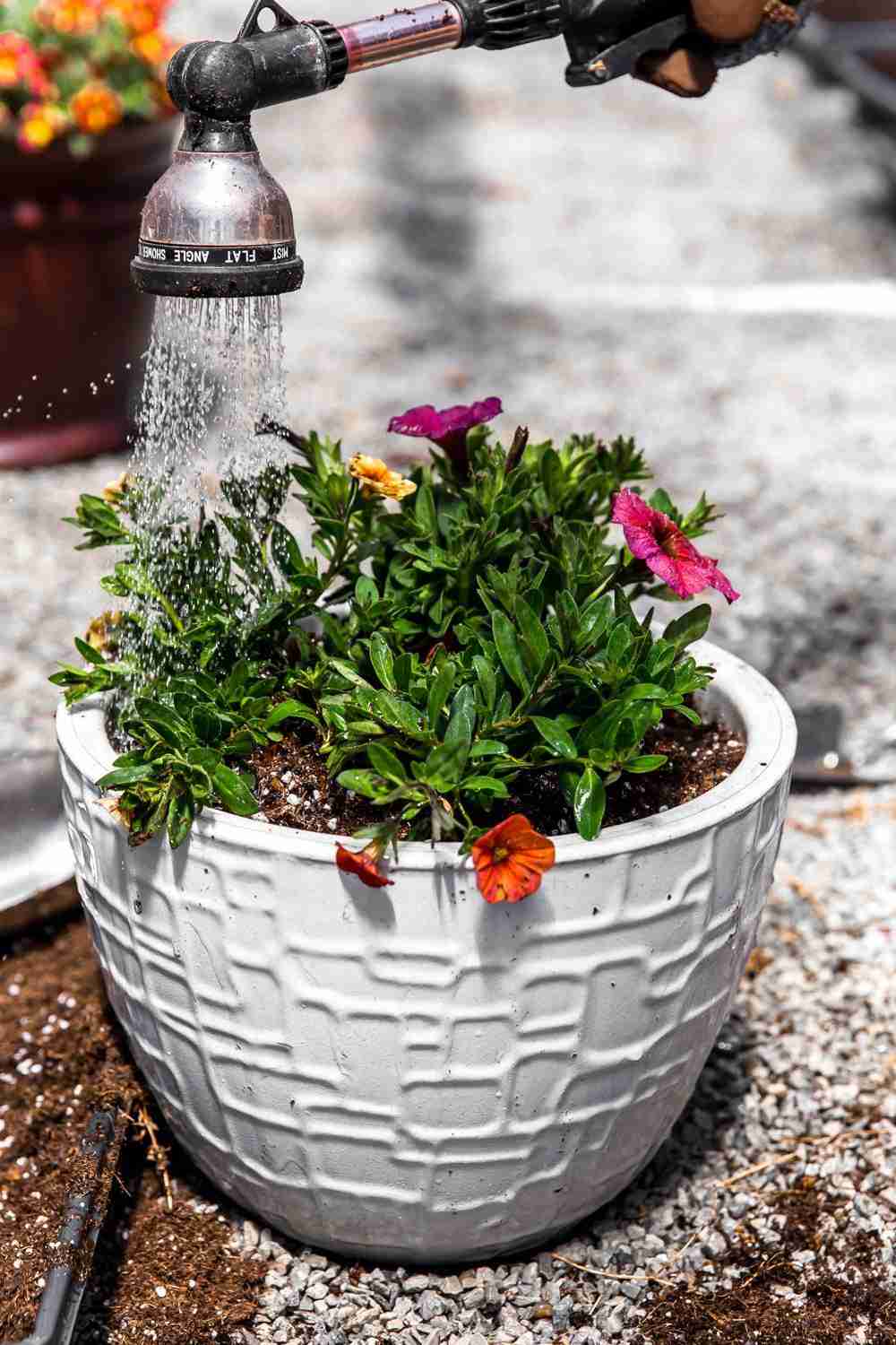 How to Bring Your Dead Planters Back to Life - KJ and Company