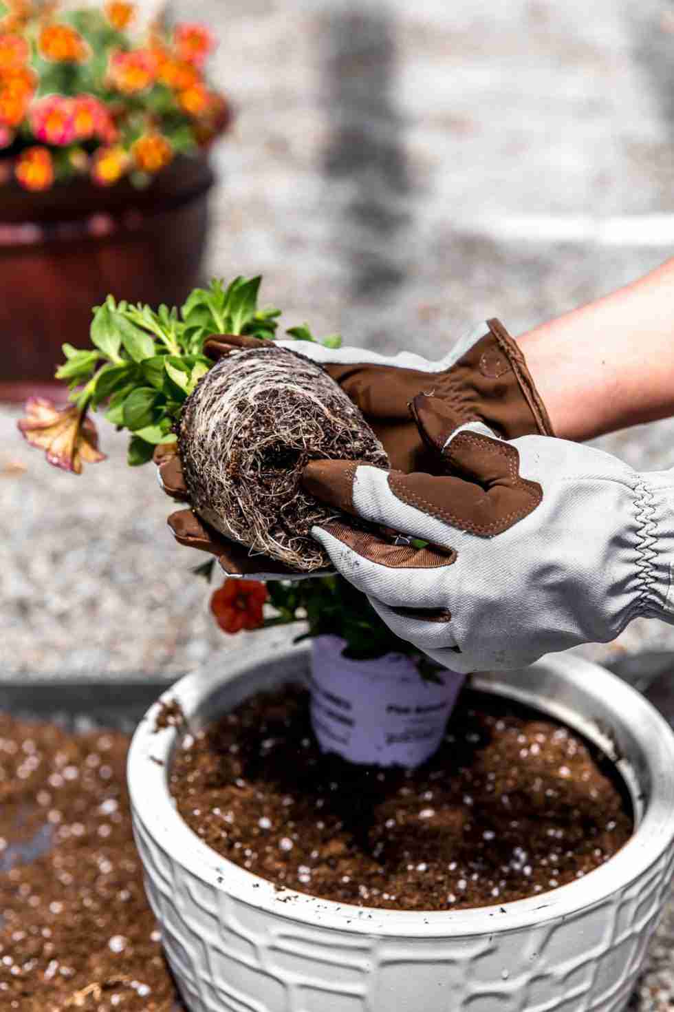 How to Bring Your Dead Planters Back to Life - KJ and Company